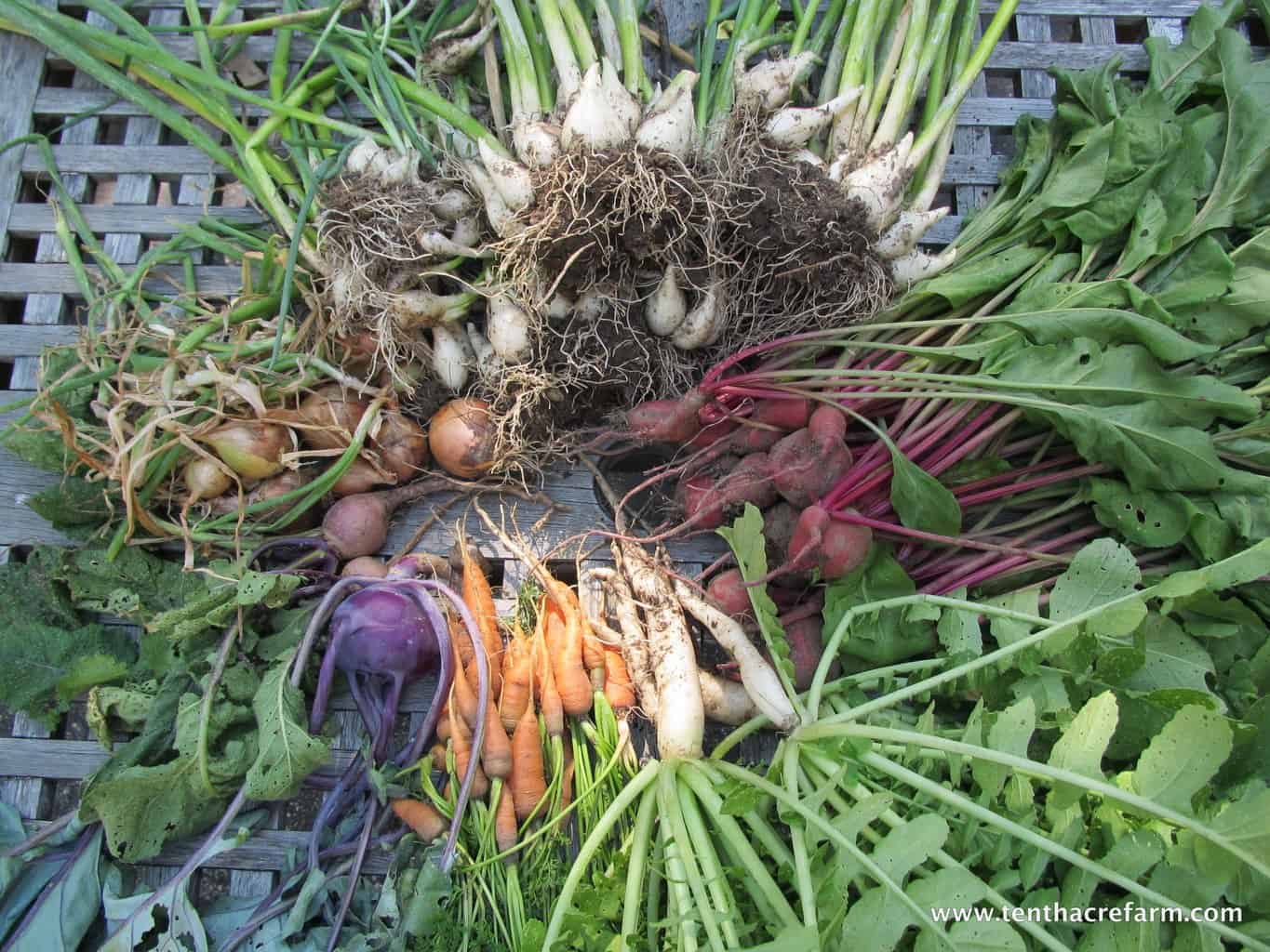 Root Crops: The Original Two for One Deal | Tenth Acre Farm